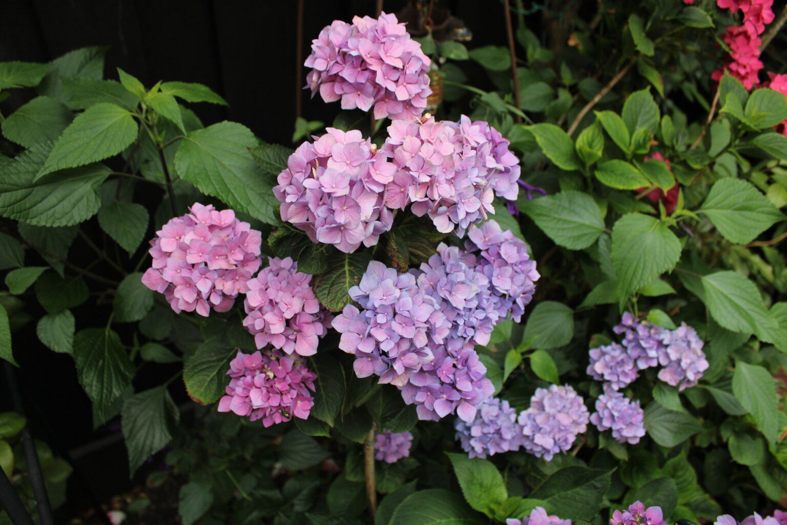 Flowers – Mille Fiori Pictures